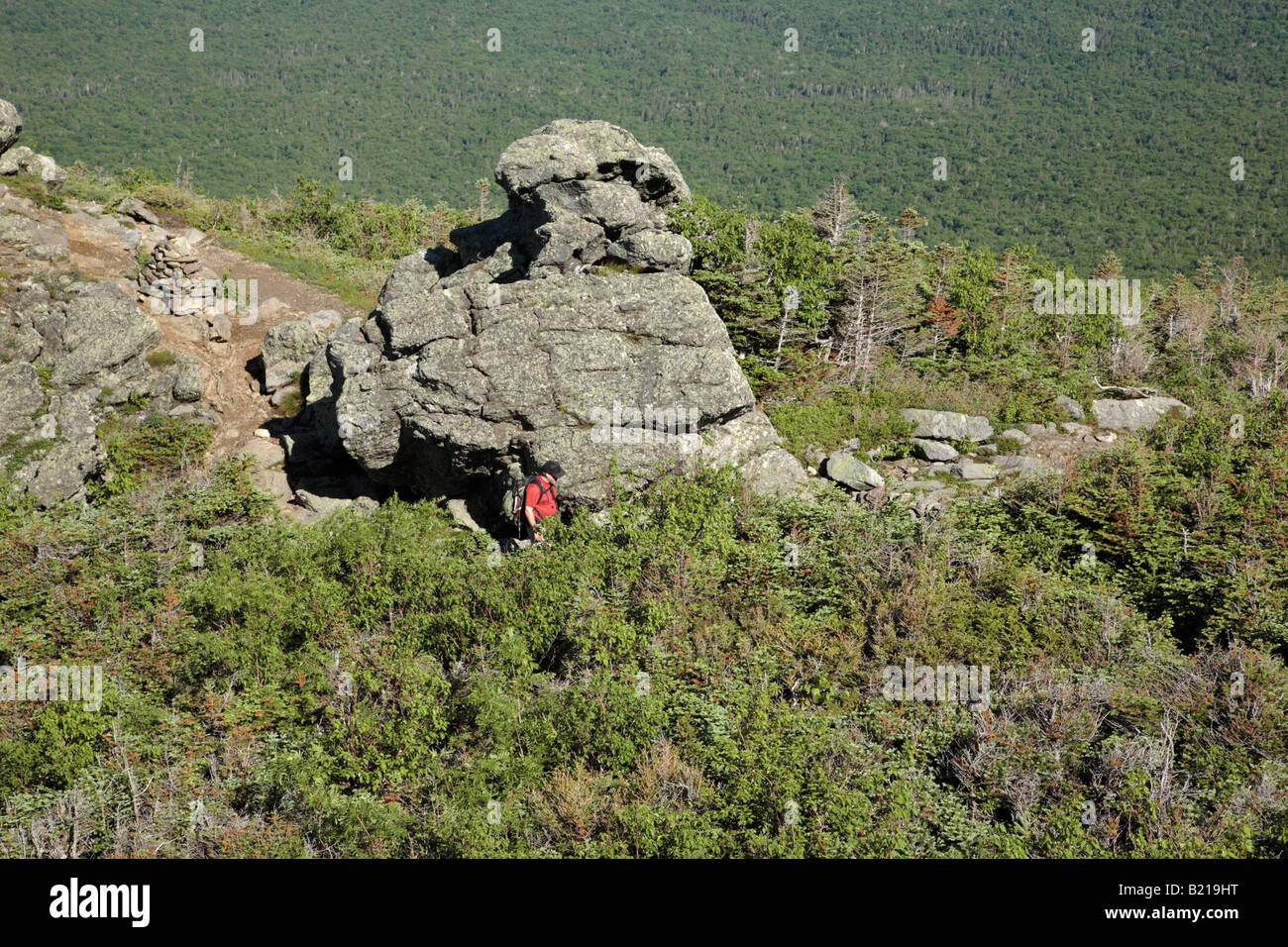 Hiker on Caps Ridge Trail during the summer months Located in the White ...