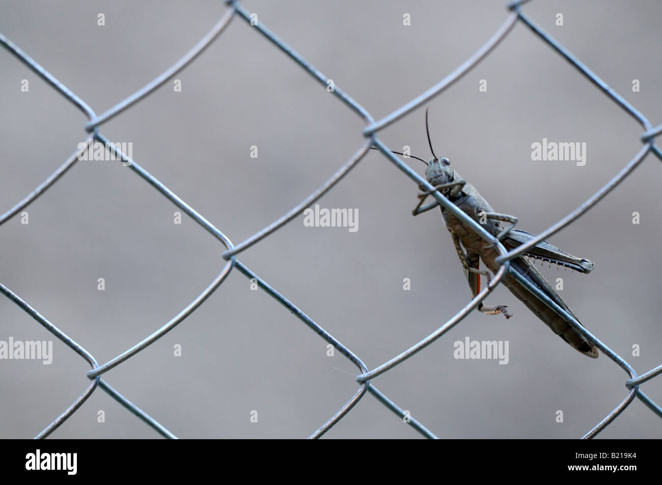 A grasshopper which is on a wire Stock Photo - Alamy