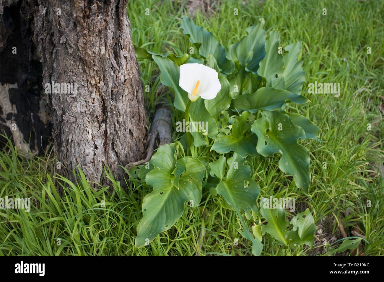 Invasive Arum Lily (Zantedeschia aethiopica) weeds growing in the ...