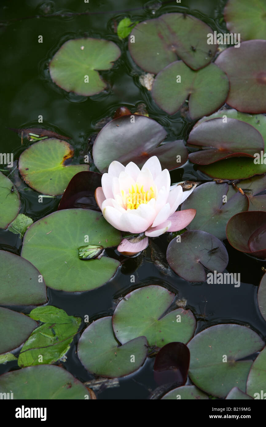 Green lilly pads hi-res stock photography and images - Alamy