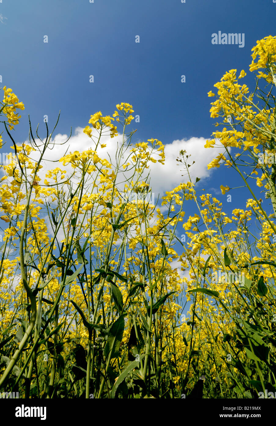 Field of yellow rape seed Stock Photo - Alamy
