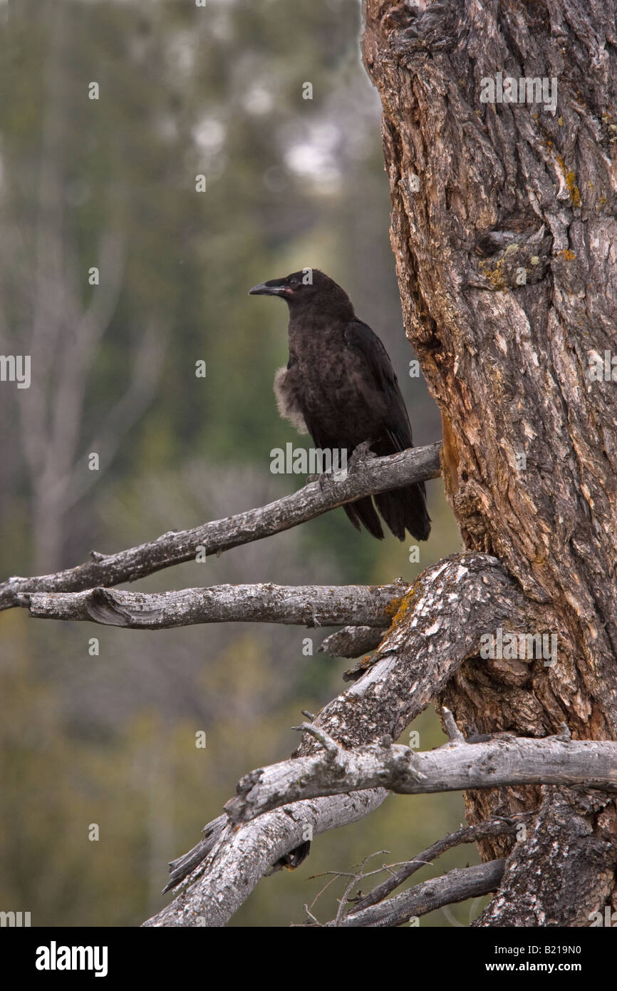 Raven tree hi-res stock photography and images - Alamy