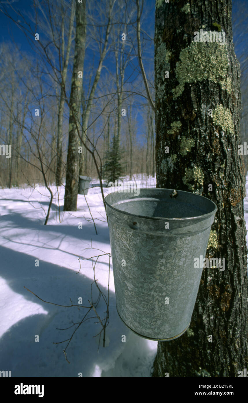 SUGAR MAPLE TREE WITH TAP AND SAP BUCKET NORTH COUNTRY SCHOOL LAKE ...