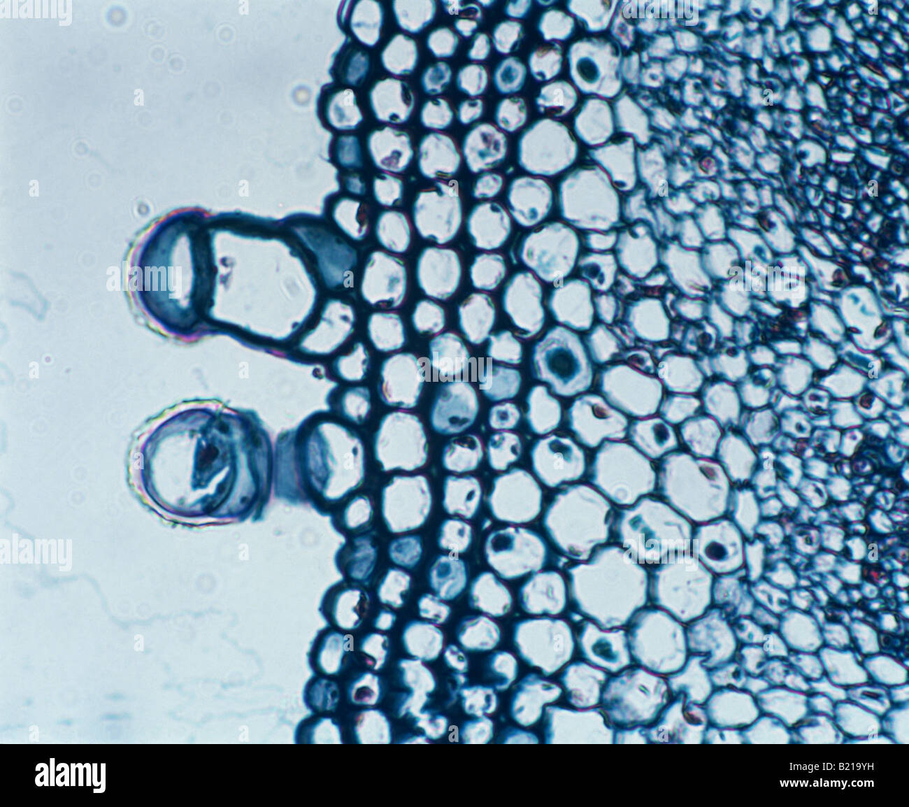 CROSS SECTION OF SUNFLOWER STEM; COLLENCHYMA CELLS, WALLS STRENGTHENED ...