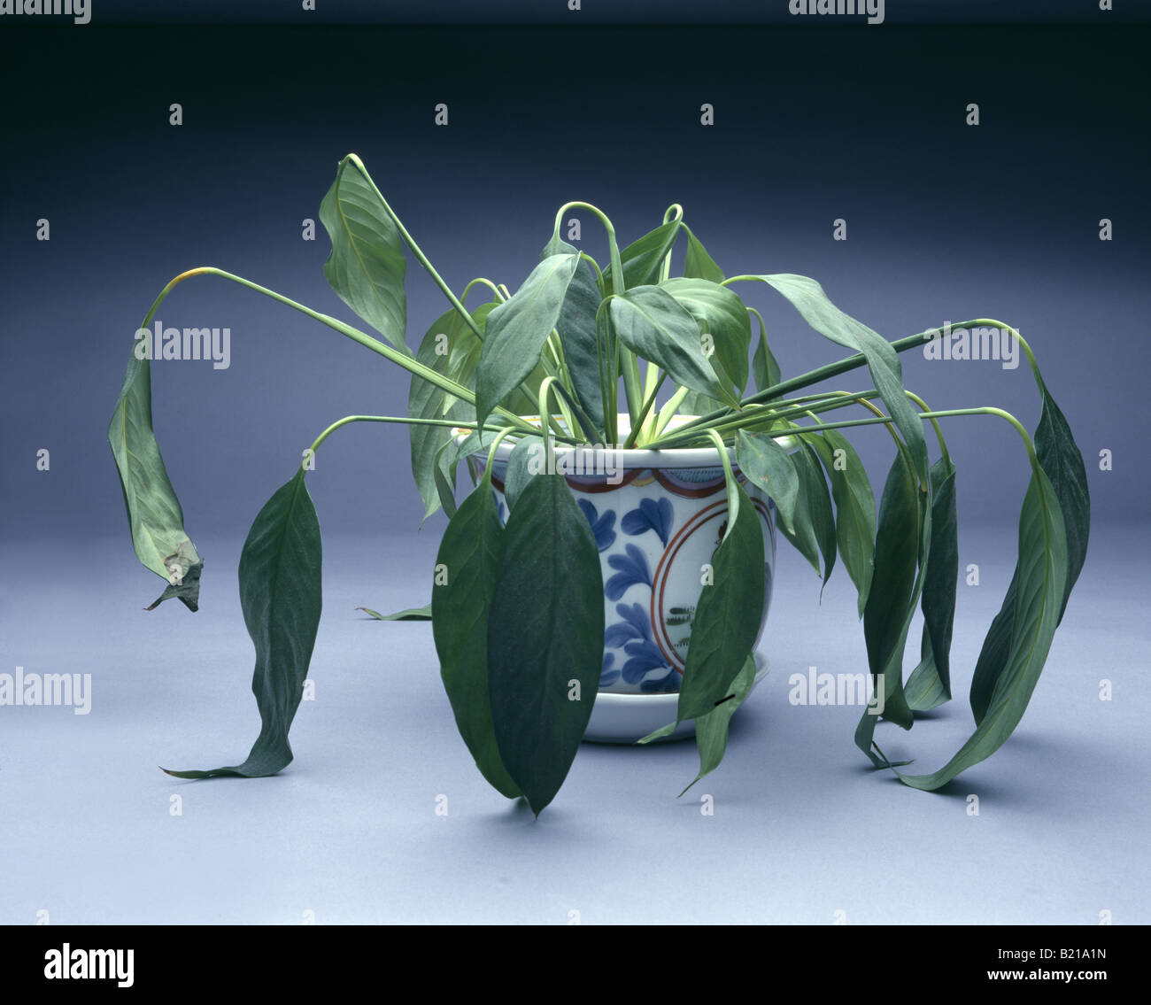 SPATHE FLOWER OR PEACE LILY SPATHIPHYLLUM SP WHICH SHOWS SOME REVIVAL ...