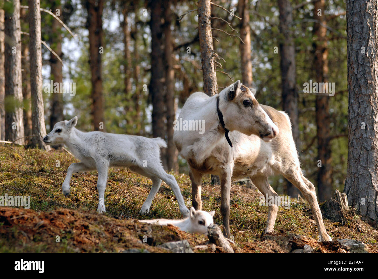 A reindeer with her calves in a herd shepherded by a Sami farmer in ...