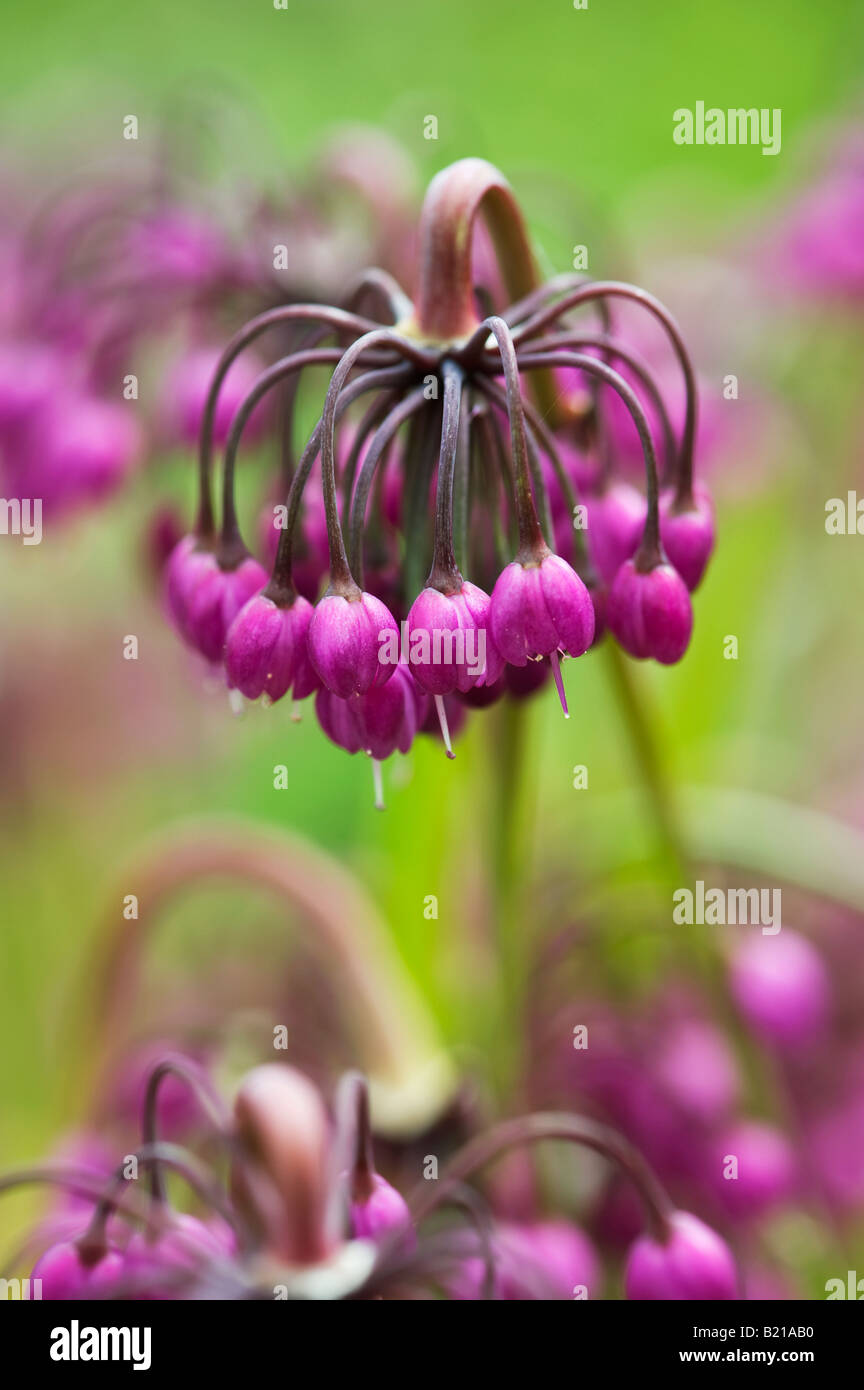 Allium cernuum. Lady's leek Stock Photo - Alamy