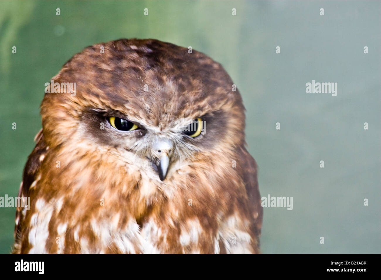 Southern boobook hi-res stock photography and images - Alamy