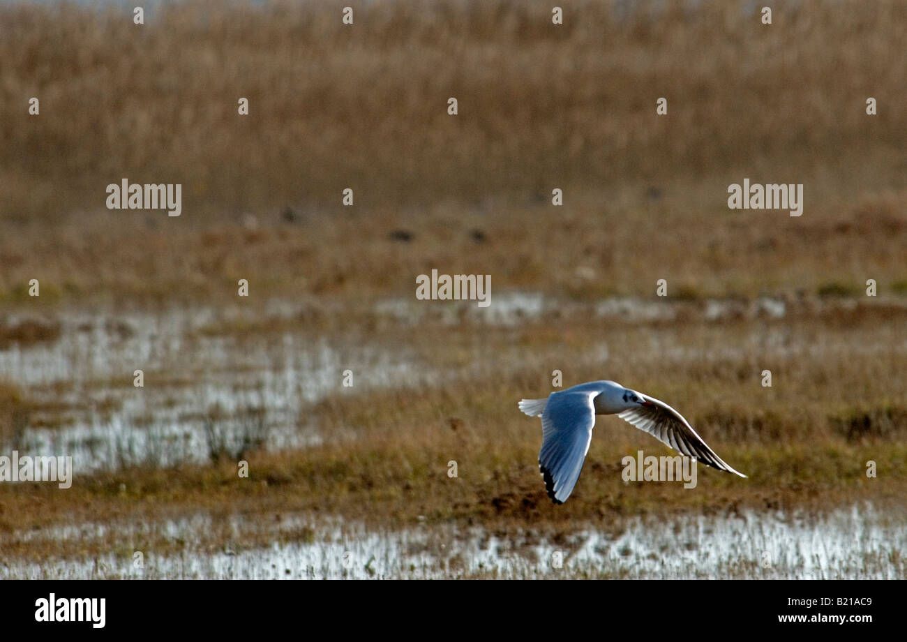 black headed gull flying over marsh Stock Photo - Alamy