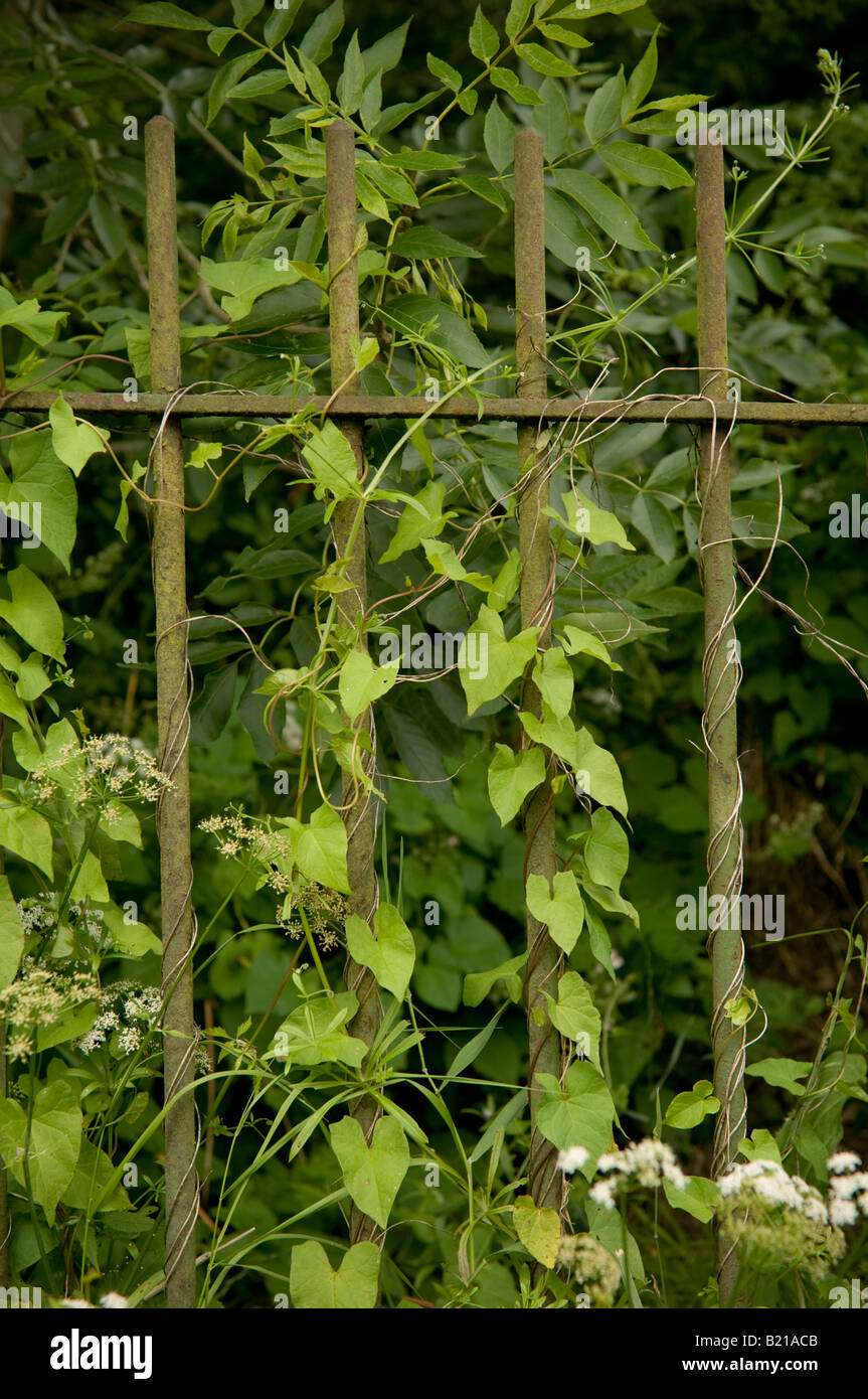 rusty green cast iron railings overgrown with weeds and vines Stock ...