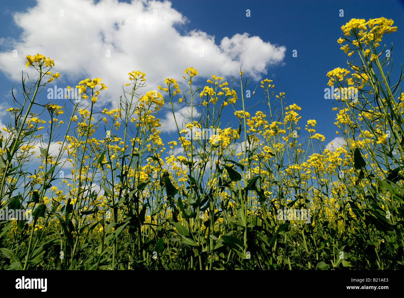 Field of yellow rape seed Stock Photo - Alamy