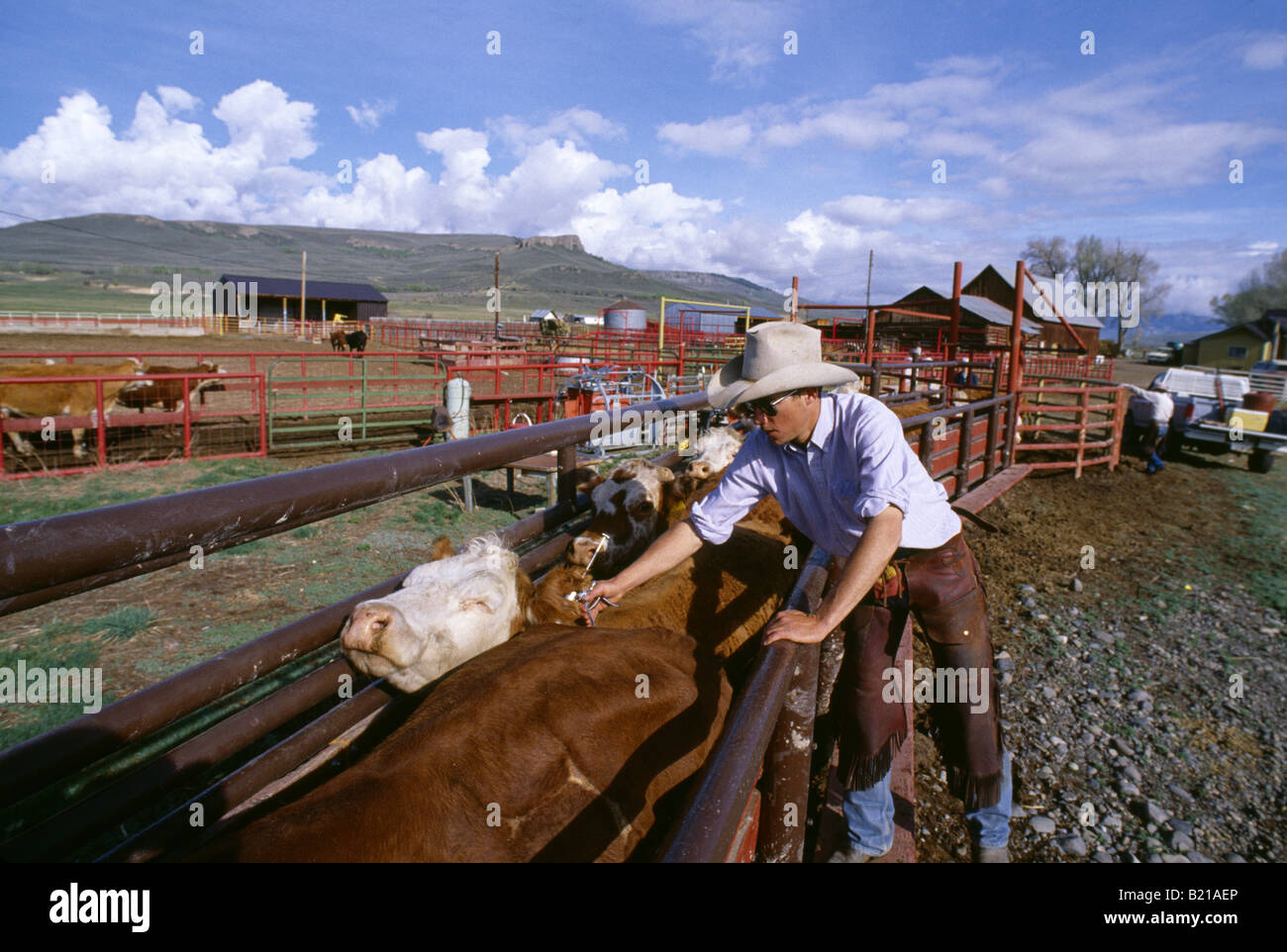 Cattle injection hi-res stock photography and images - Alamy