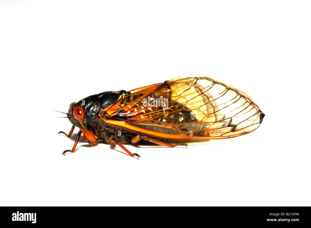 Closeup of a magicicada Stock Photo - Alamy