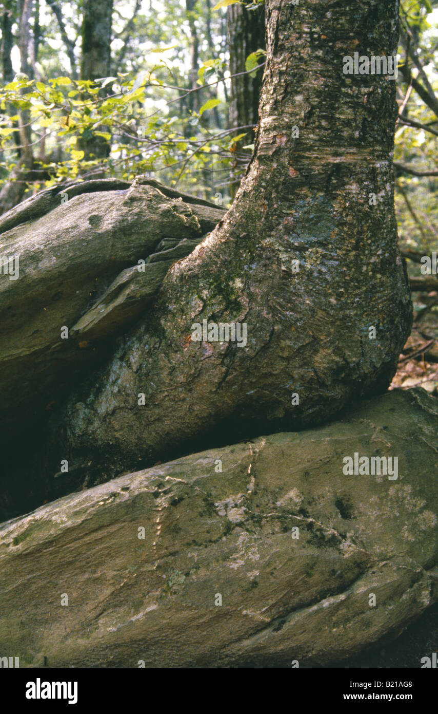 Rock split by tree roots hi-res stock photography and images - Alamy
