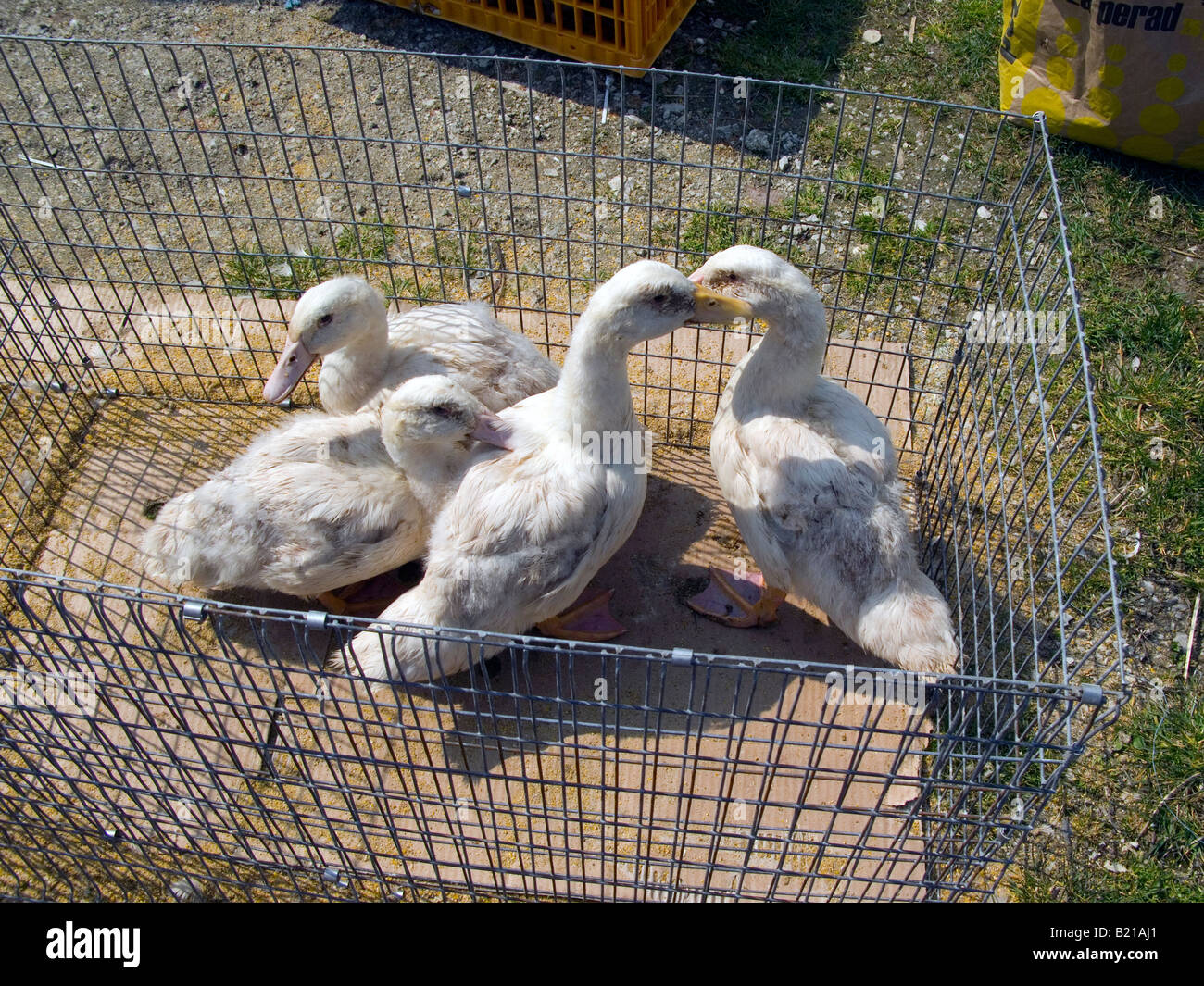 Ducks sale poultry farm hi-res stock photography and images - Alamy