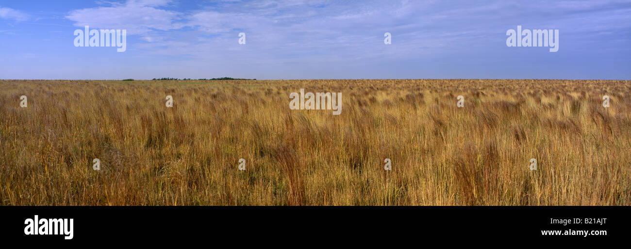 CONSERVATION RESERVE PROGRAM CRP GROUND Stock Photo - Alamy