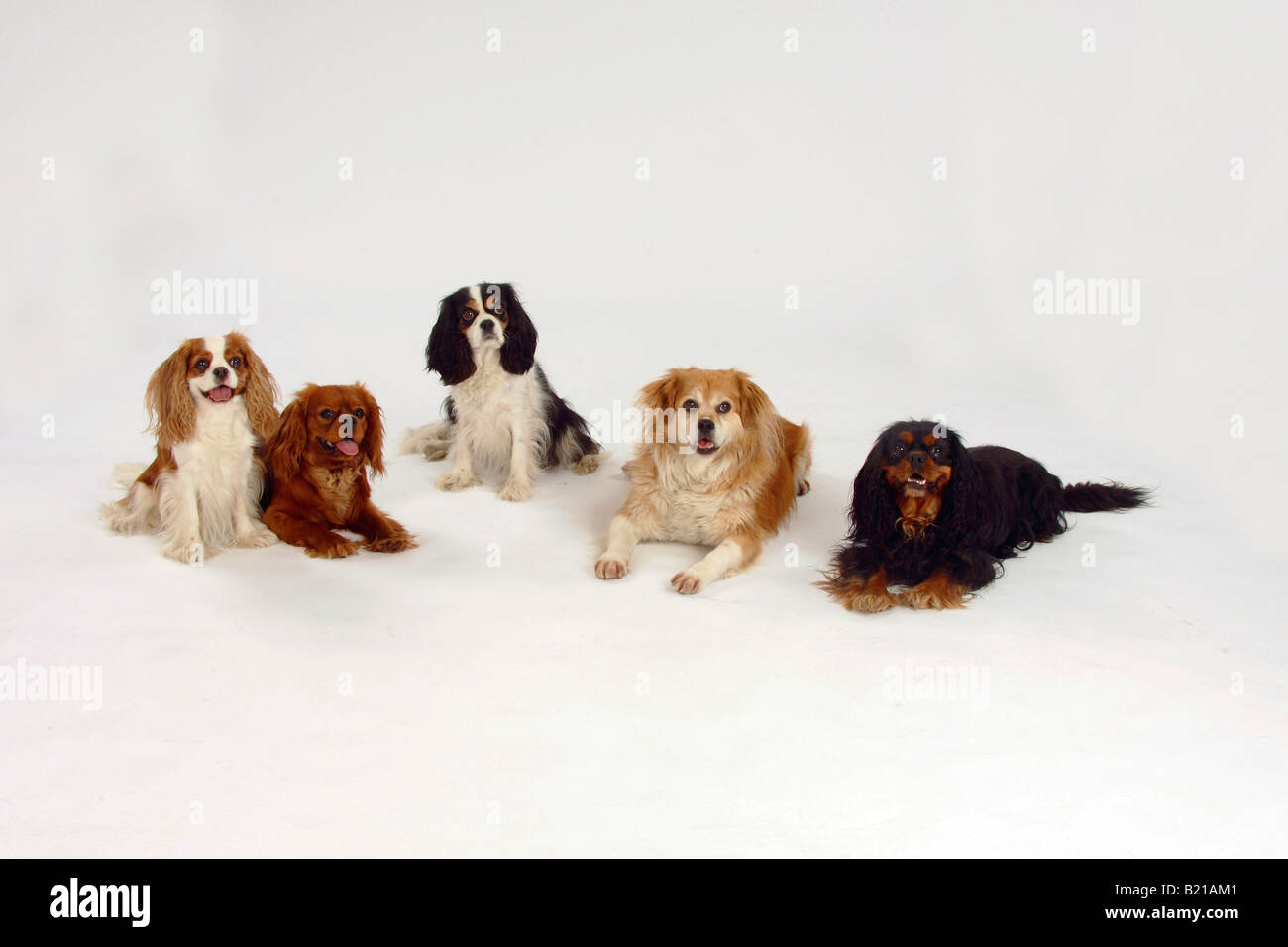 Cavalier King Charles Spaniel and Mixed Breed Dog Stock Photo - Alamy
