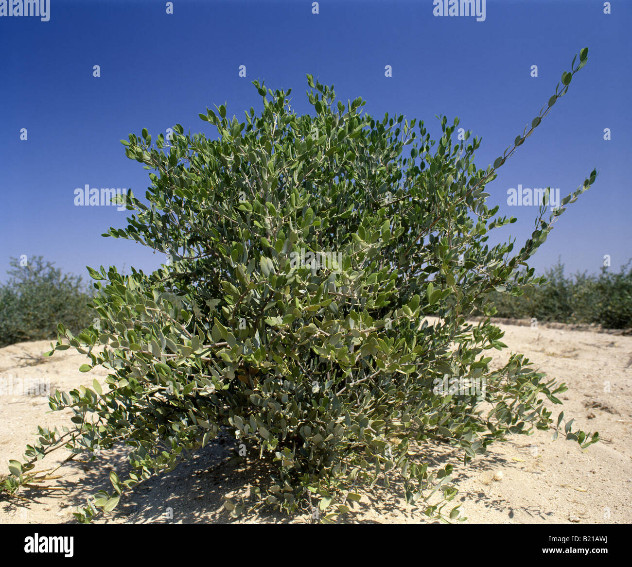 Simmondsia chinensis hi-res stock photography and images - Alamy