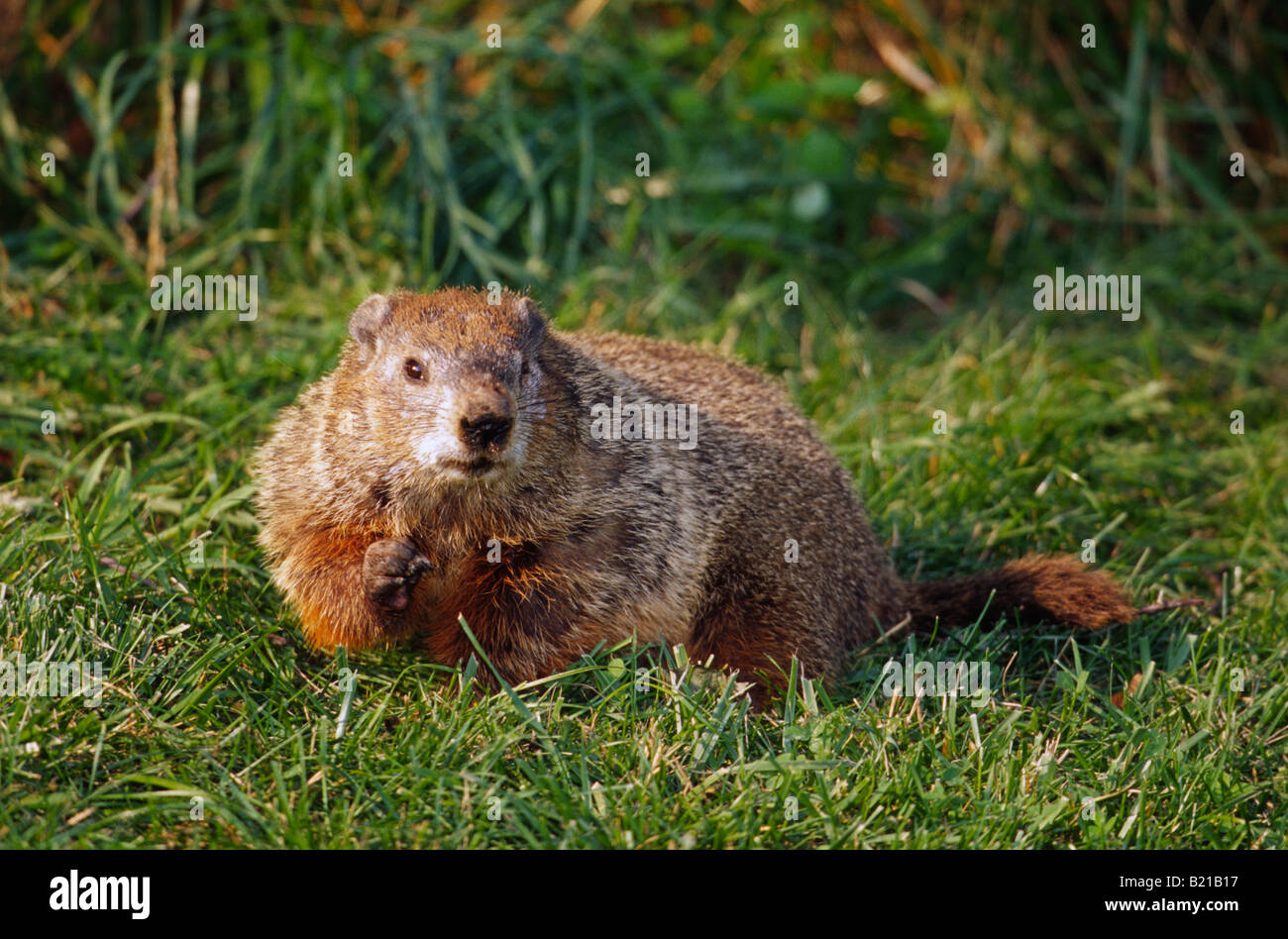Woodchuck (Marmota monax Stock Photo - Alamy