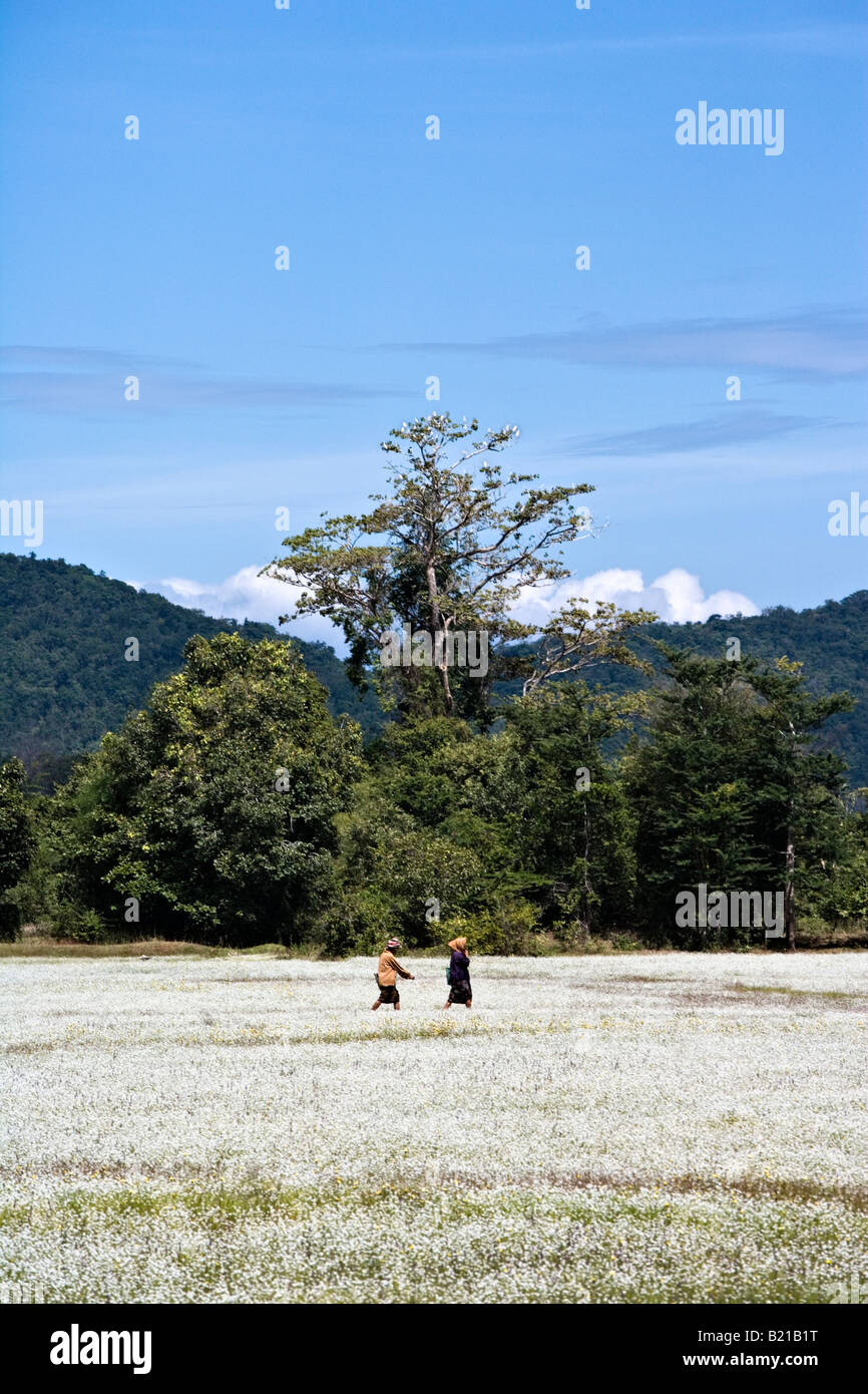 Lao farm folks return home from their village by walking through a ...