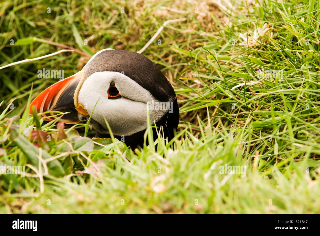 Burrow Head Scotland High Resolution Stock Photography and Images - Alamy
