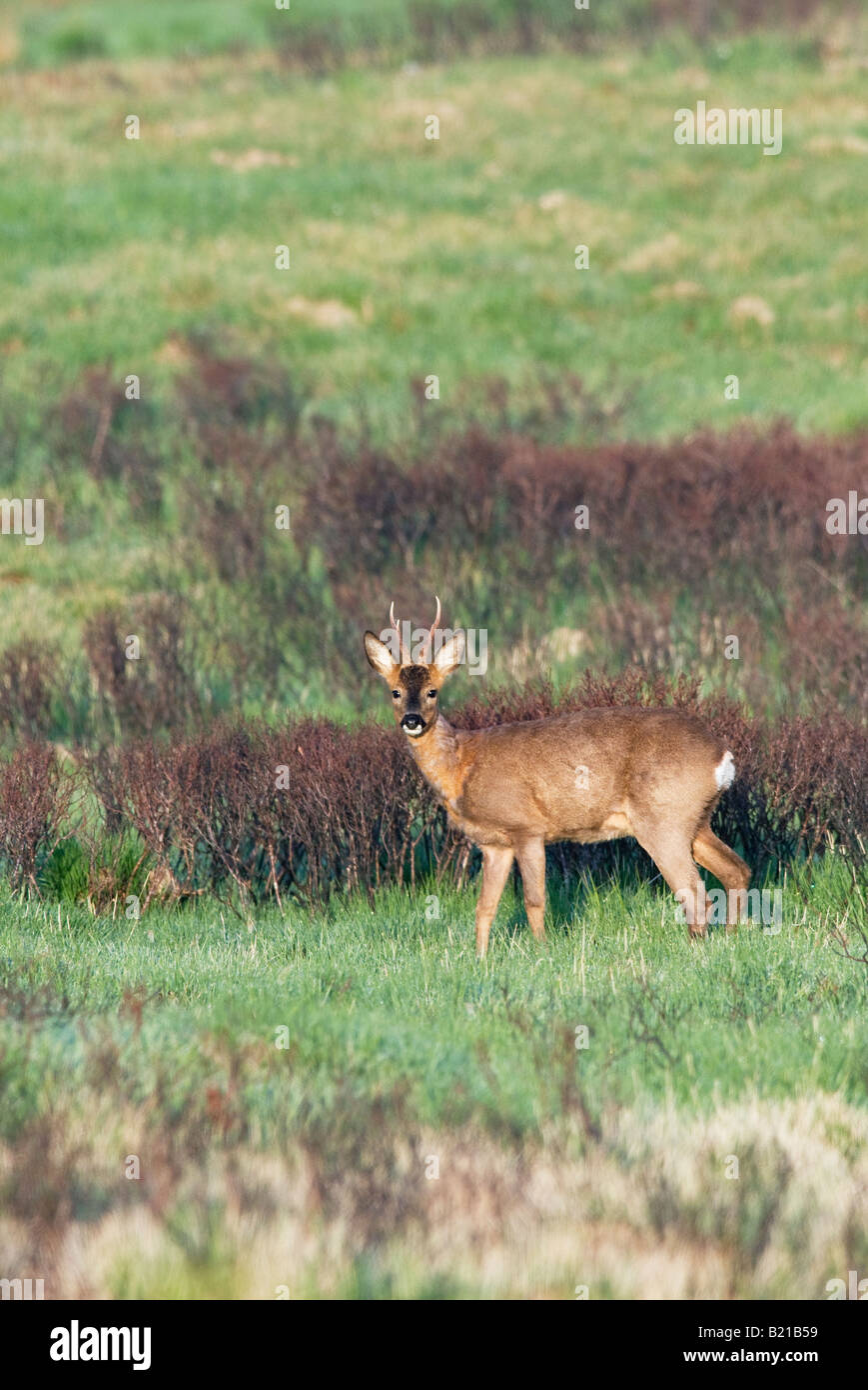 roe deer buck capreolus capreolus posed for flight isle of islay ...