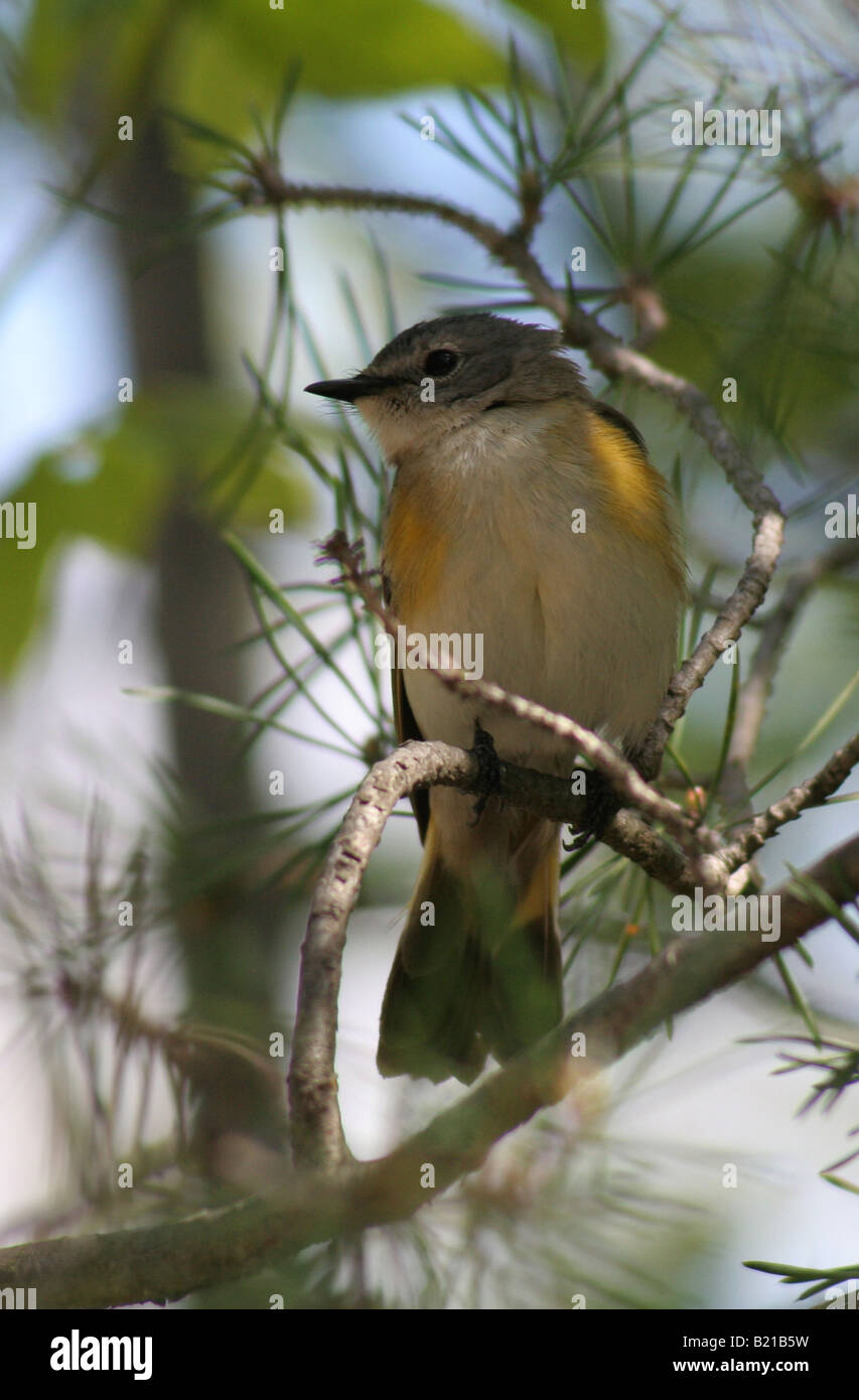 American redstart hi-res stock photography and images - Alamy