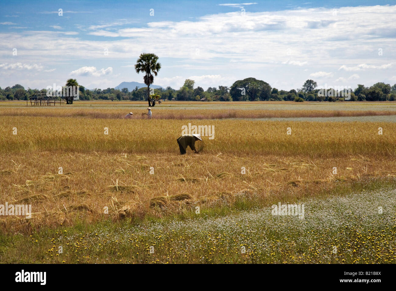 Lao farm workers harvesting rice by hand, Si Pan Don, Mekong region ...