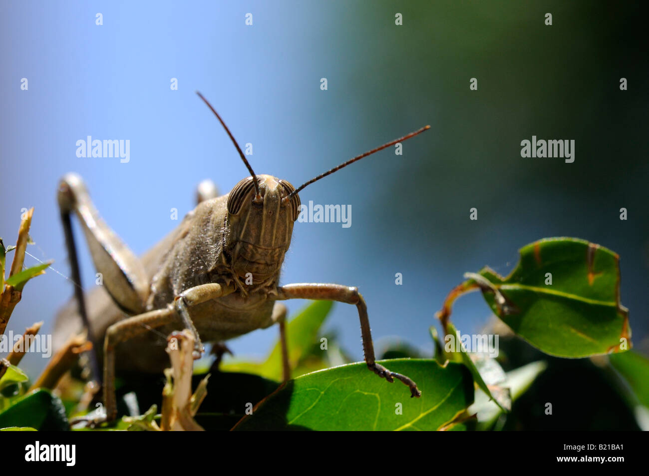 A grasshopper which is walking Stock Photo - Alamy