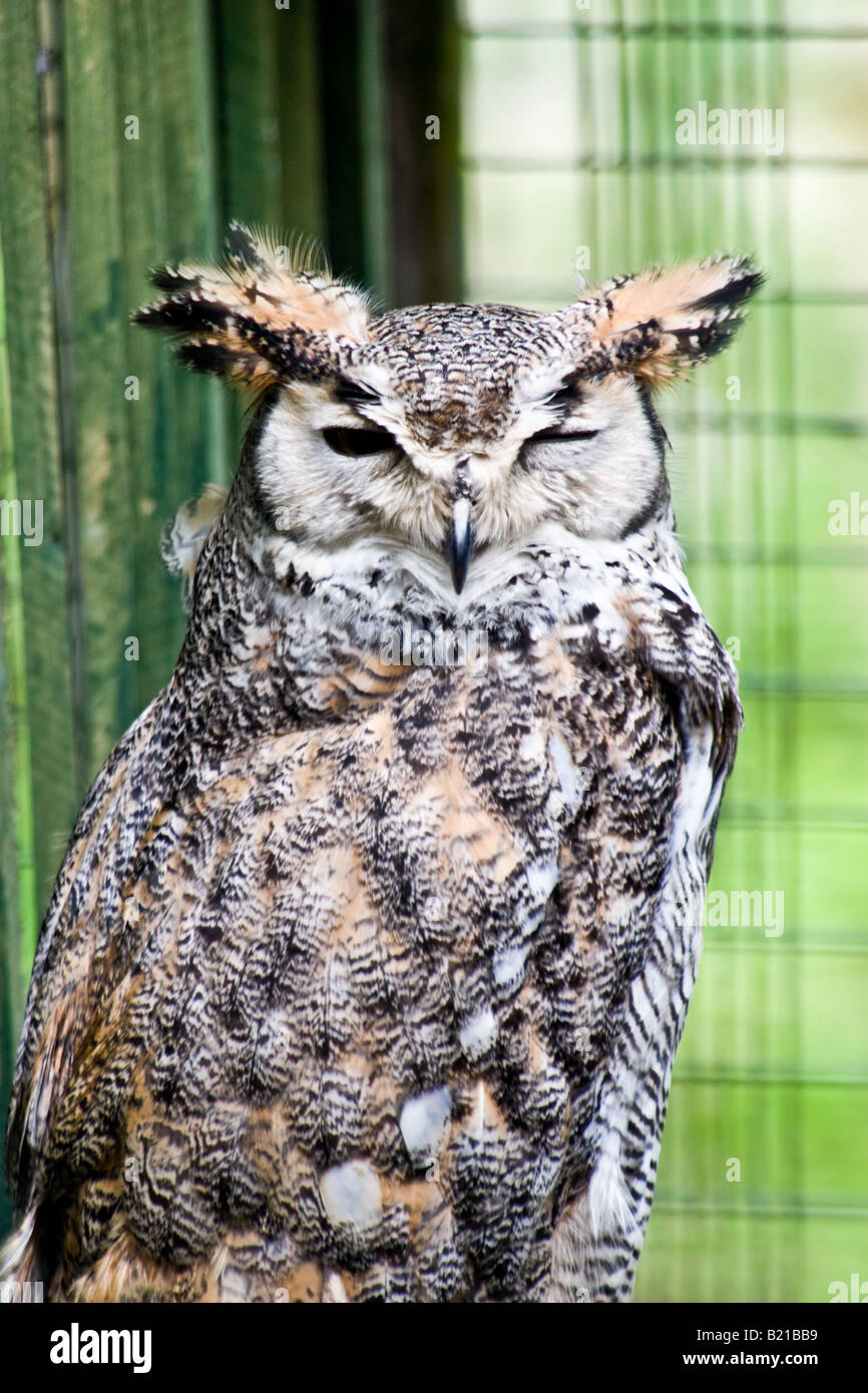 A sleepy Bengal Eagle Owl winks Stock Photo - Alamy
