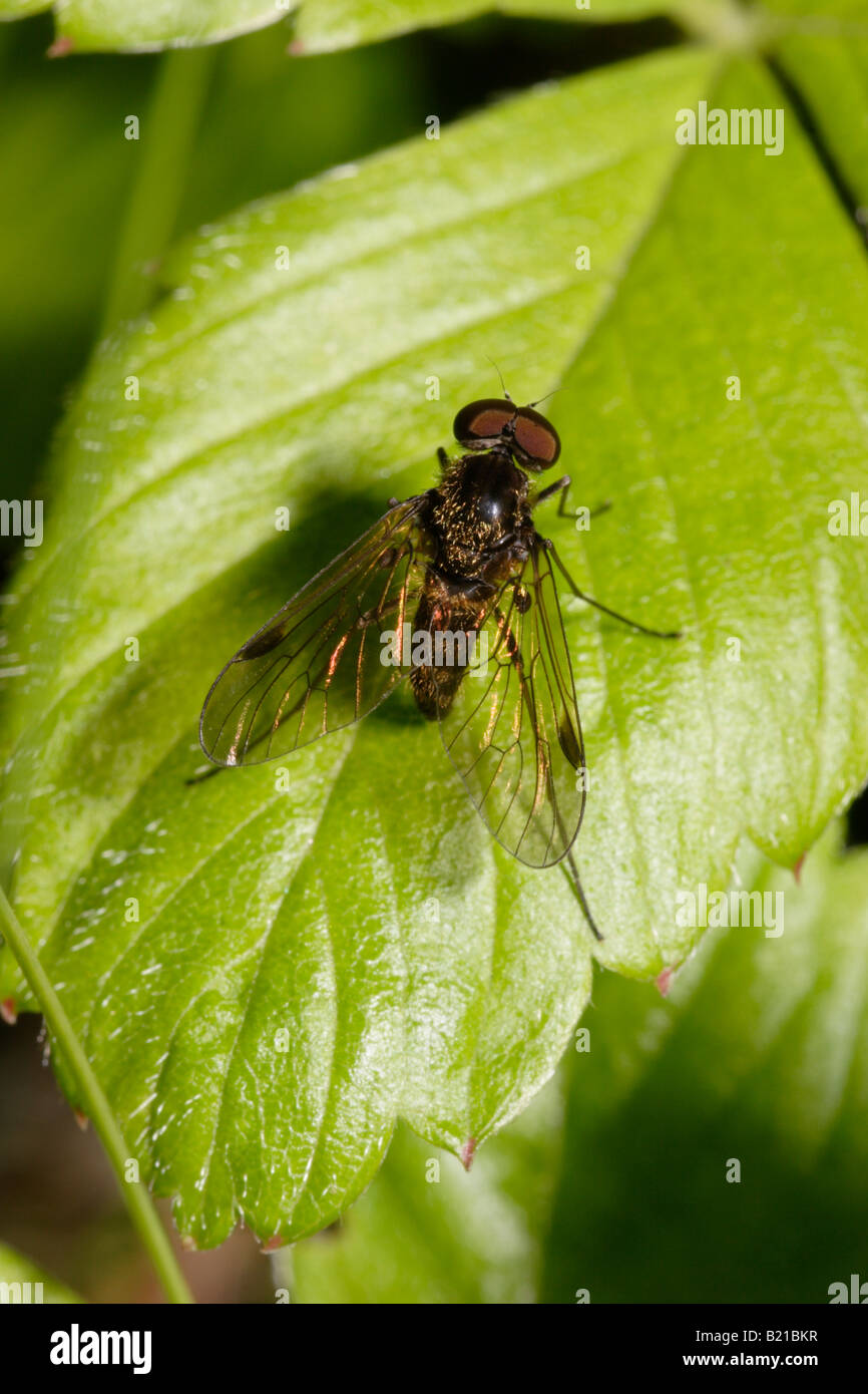 Biting black flies hi-res stock photography and images - Alamy