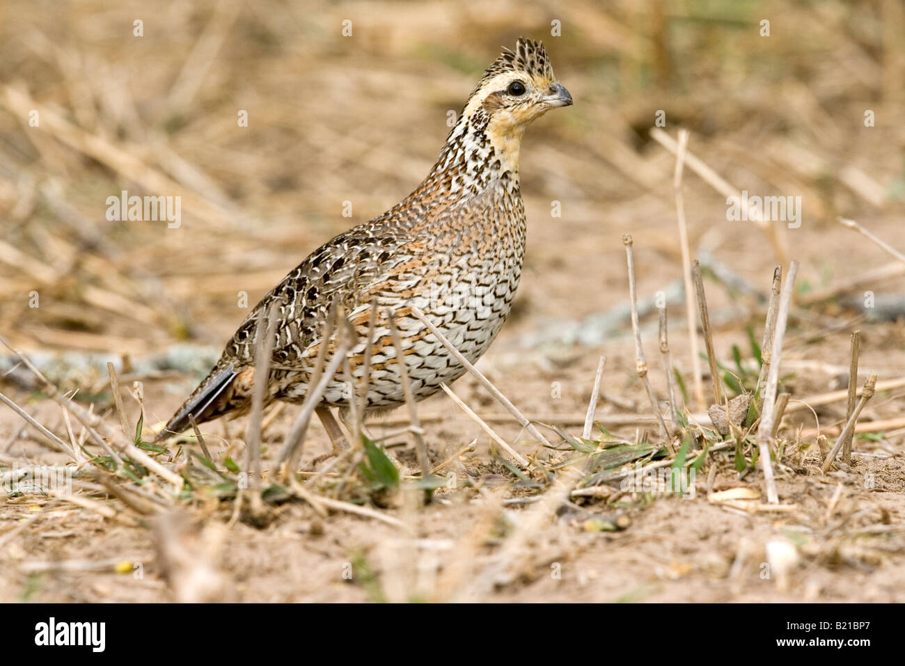 Northern Bobwhite Colinus virginianus Stock Photo - Alamy