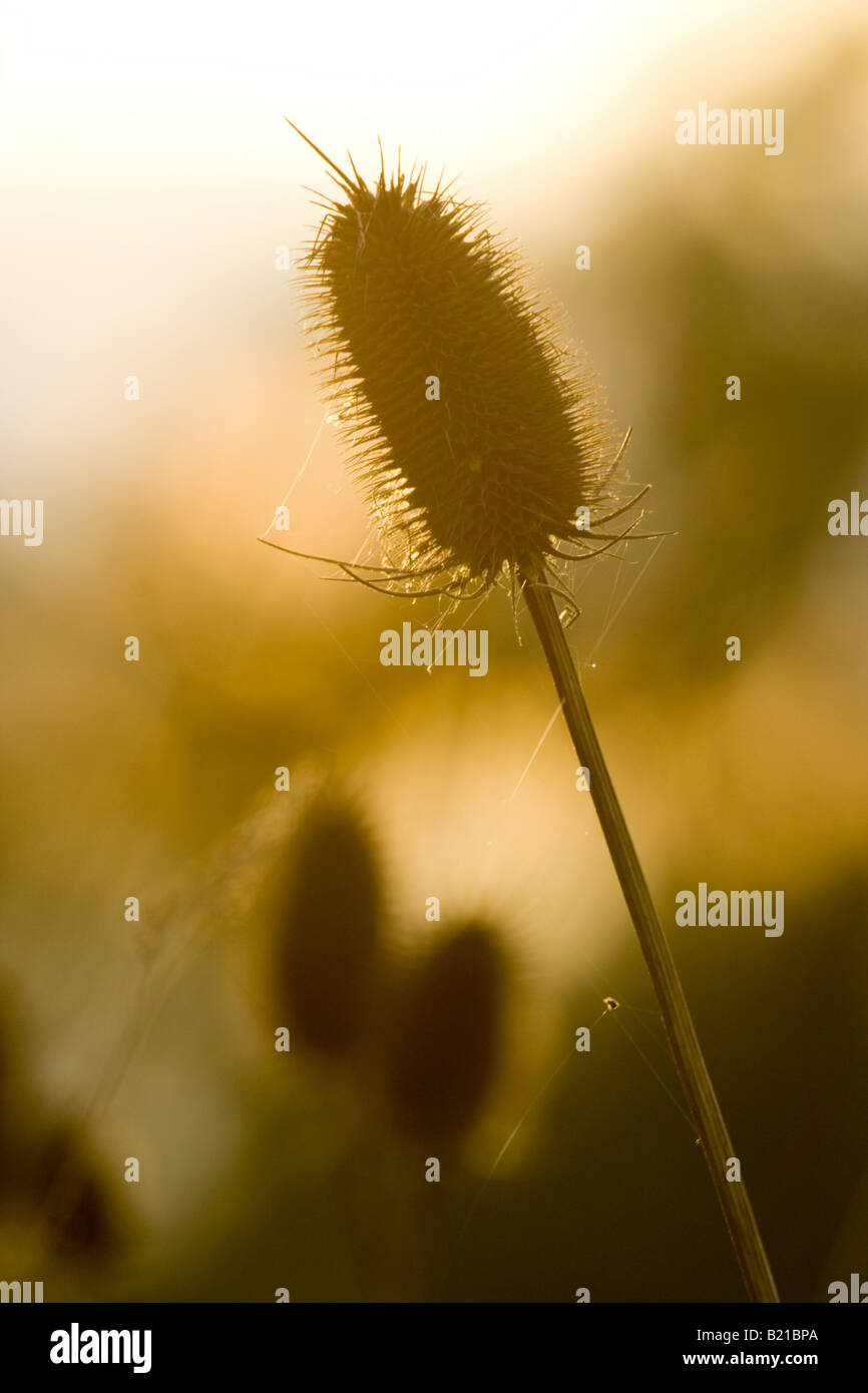 Silhouette teasel hi-res stock photography and images - Alamy