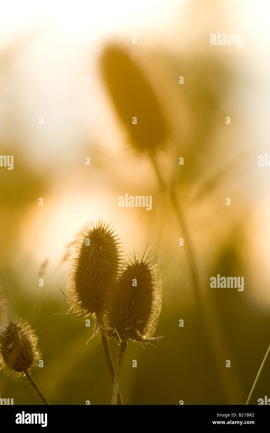 Silhouette teasel hi-res stock photography and images - Alamy