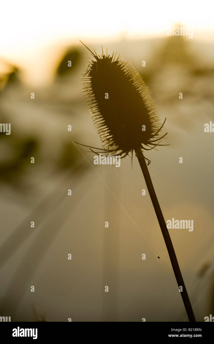 Silhouette teasel hi-res stock photography and images - Alamy