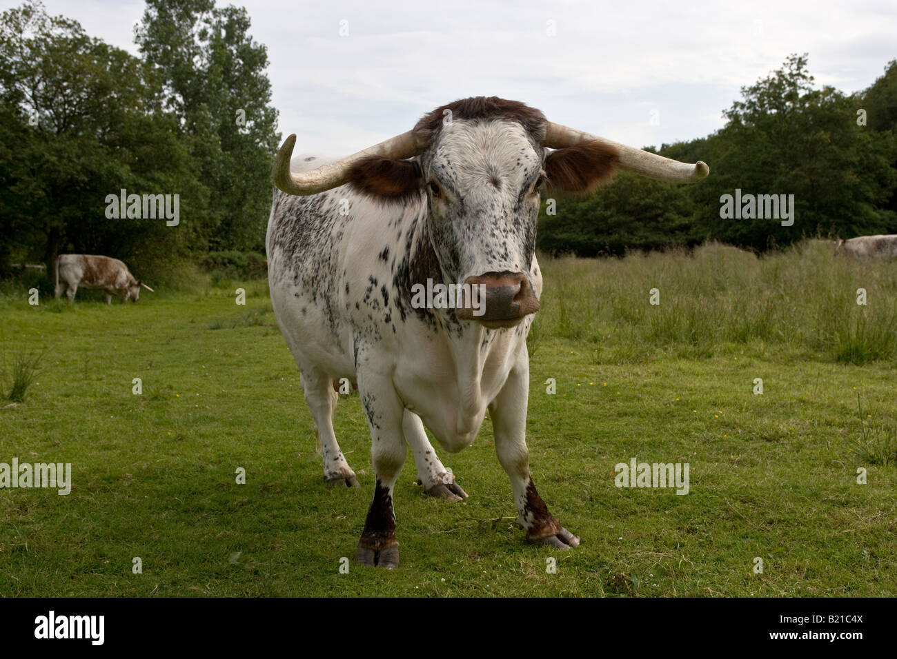 English longhorn cattle hi-res stock photography and images - Alamy