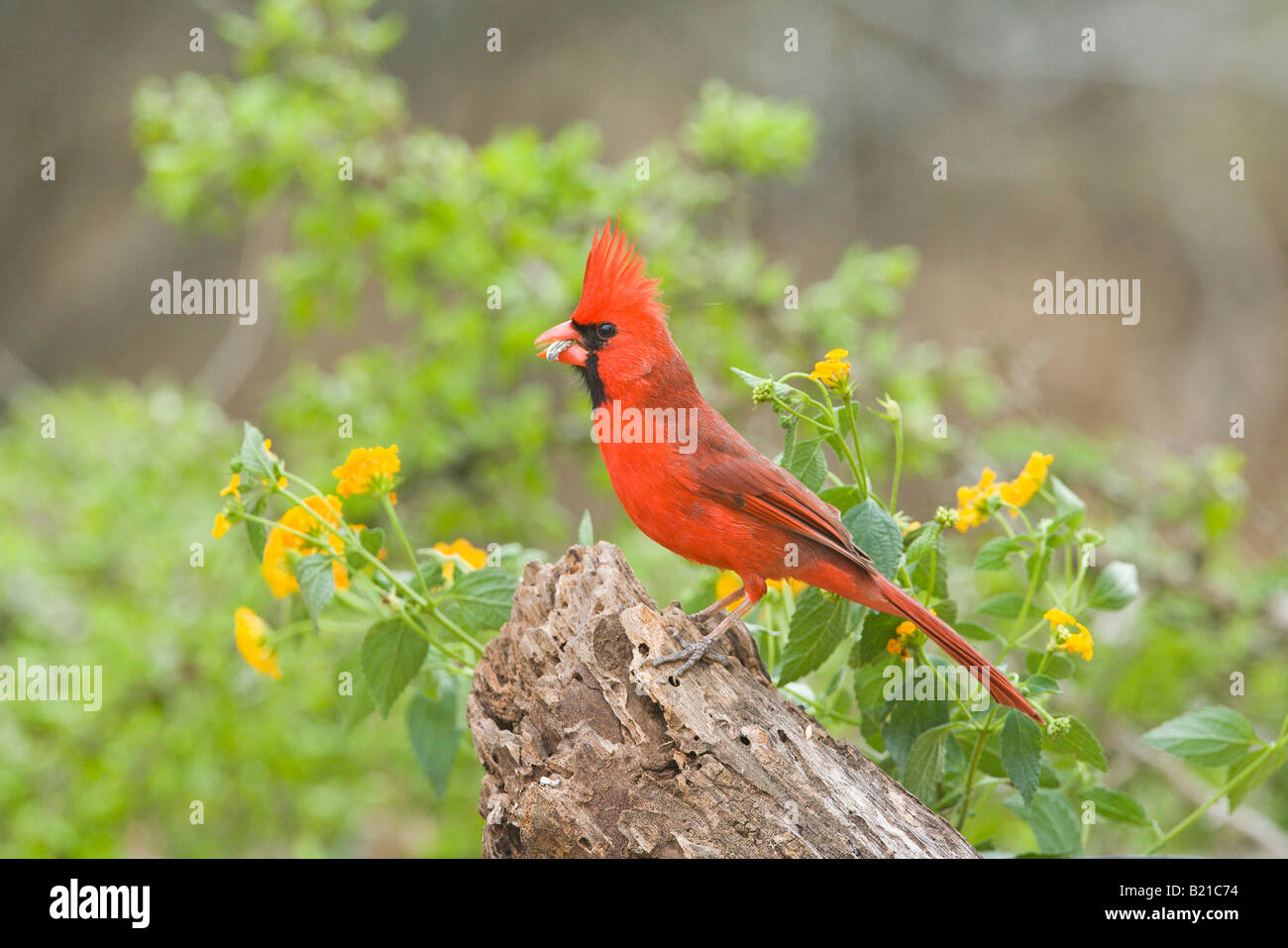 Northern Cardinal Cardinalis cardinalis Stock Photo - Alamy