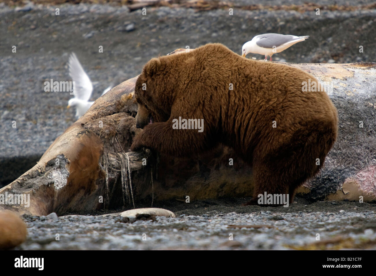Coastal brown bear feeding on the carcass of a Humpback whale that ...