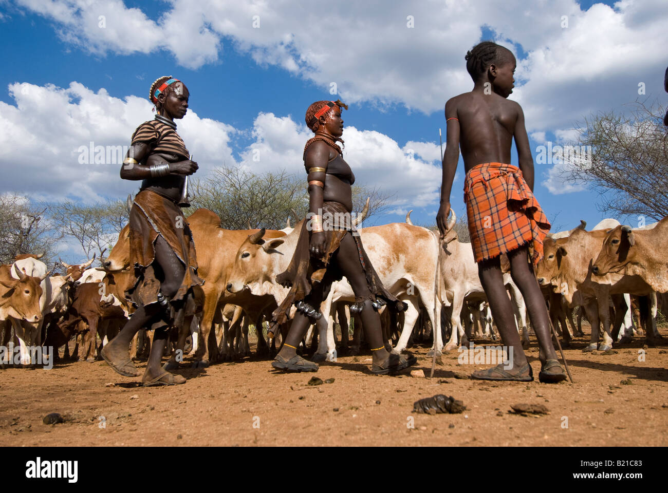 Bull jumping ceremony, Dimeka, Omo Valley, Ethiopia Stock Photo - Alamy