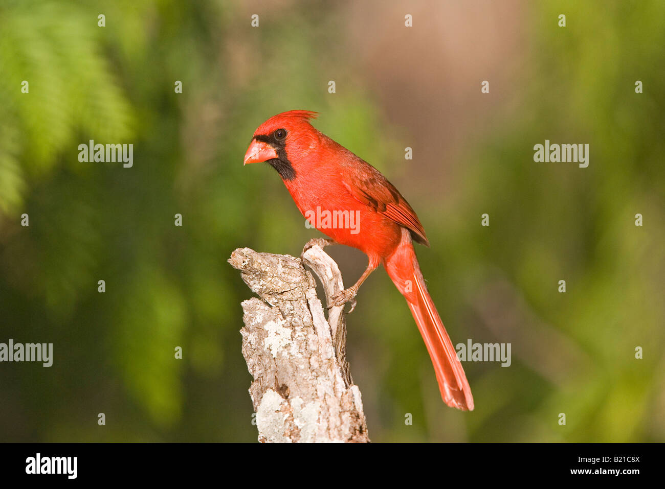 Northern Cardinal Cardinalis cardinalis Stock Photo - Alamy