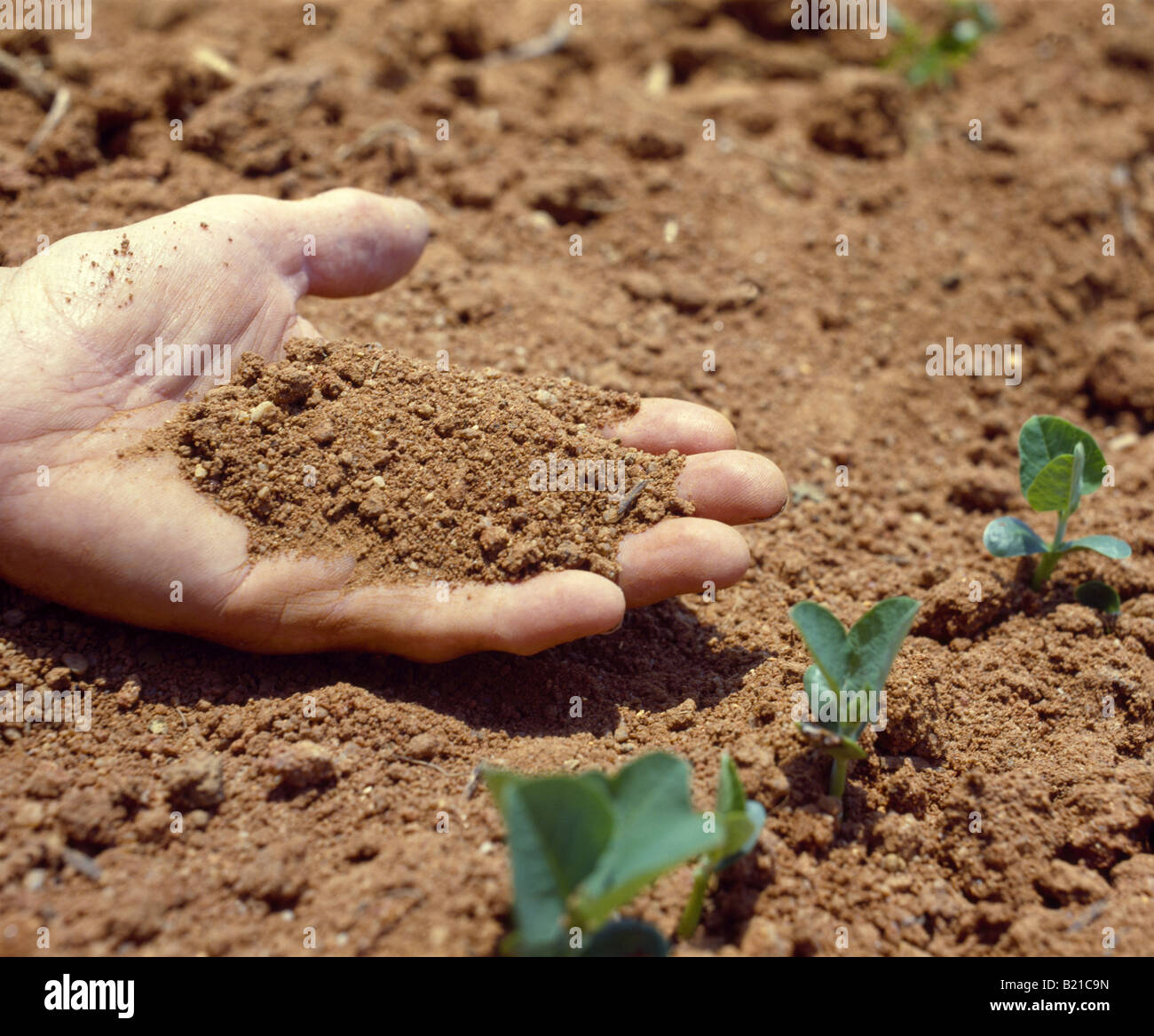 RED SOIL OF GEORGIA WITH YOUNG SOYBEAN PLANTS Stock Photo - Alamy