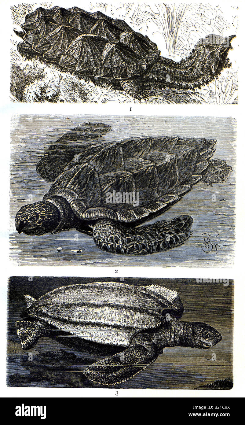 Turtle and Tortoise Family Stock Photo - Alamy