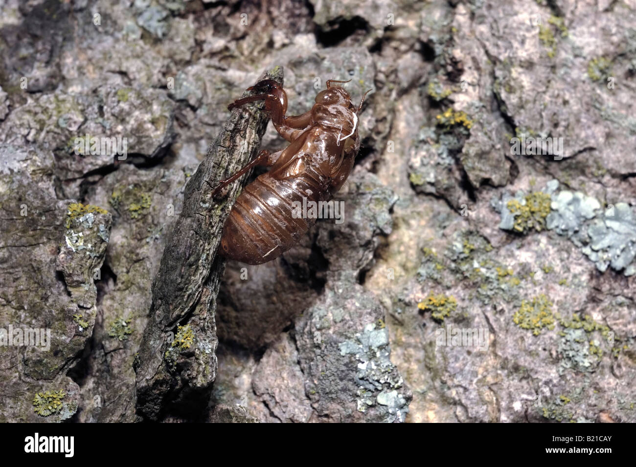 Closeup of a magicicada Stock Photo - Alamy