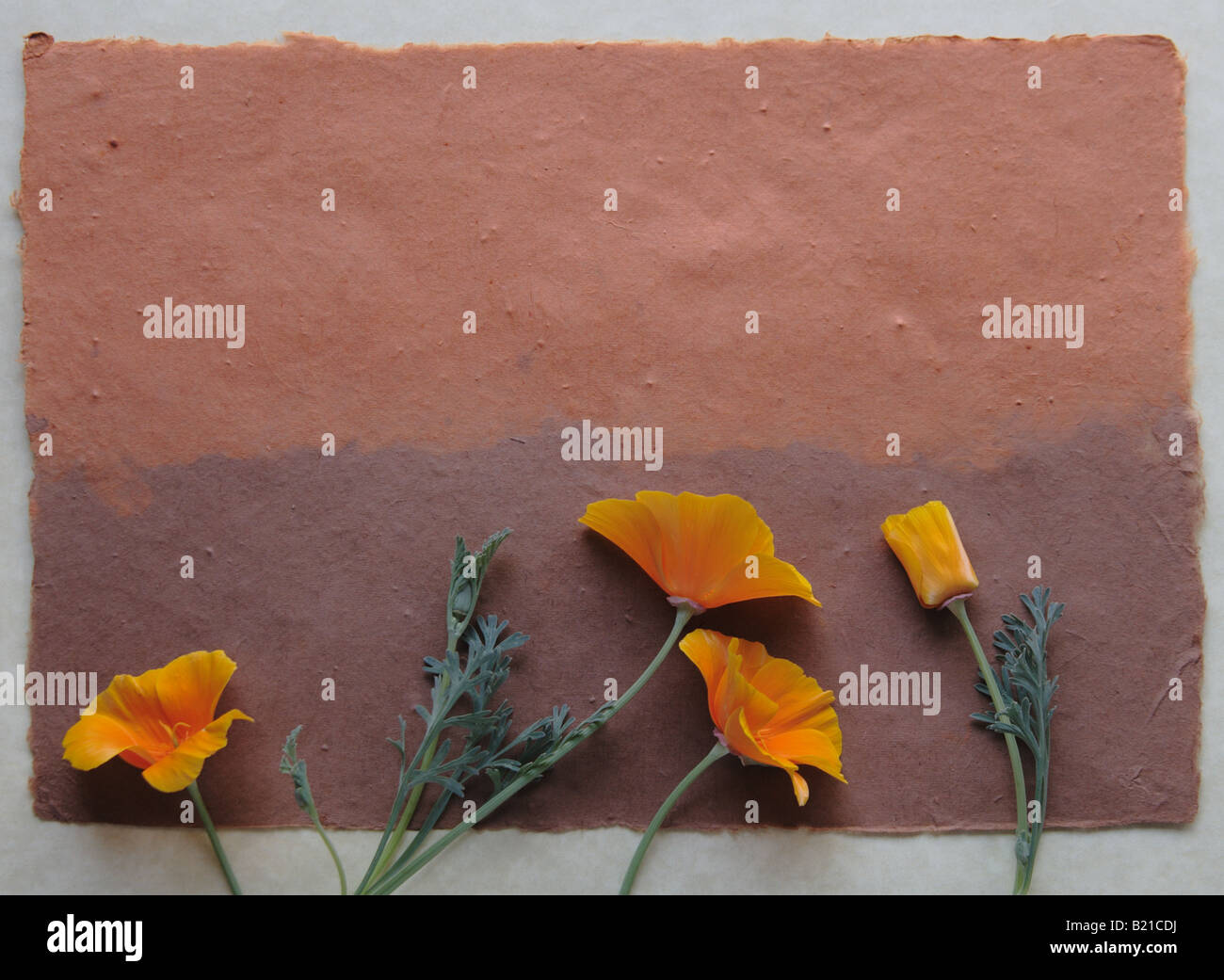 California poppies on textured paper in shades of brown Stock Photo - Alamy