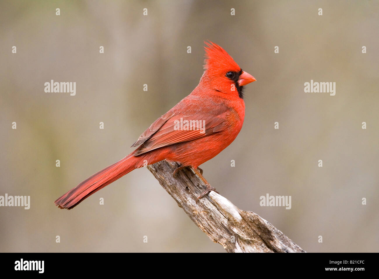 Northern Cardinal Cardinalis cardinalis Stock Photo - Alamy