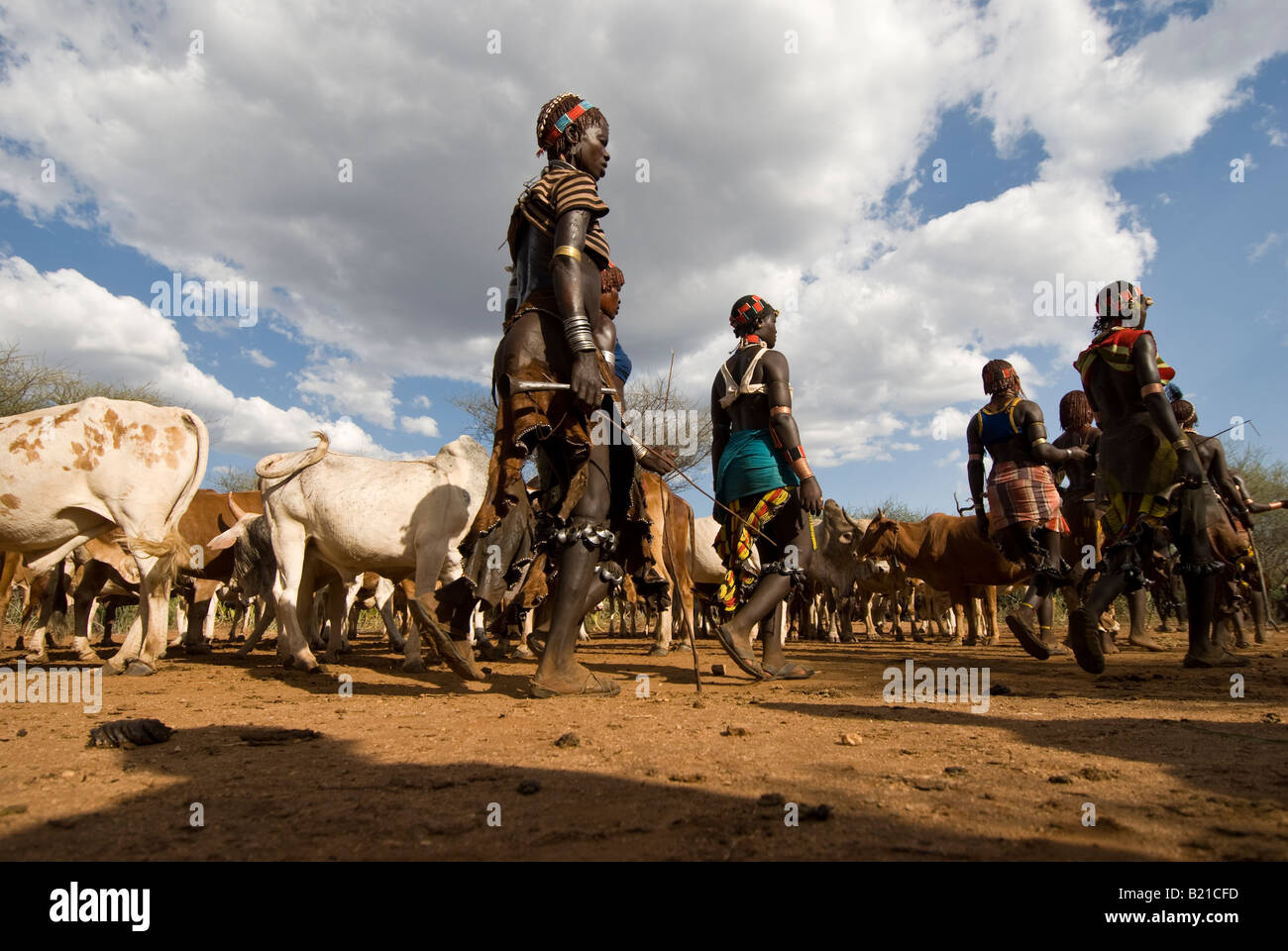 Bull jumping ceremony, Dimeka, Omo Valley, Ethiopia Stock Photo - Alamy