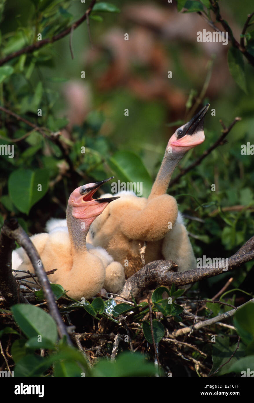 Anhinga (Anhinga anhinga) chicks in the nest Stock Photo - Alamy