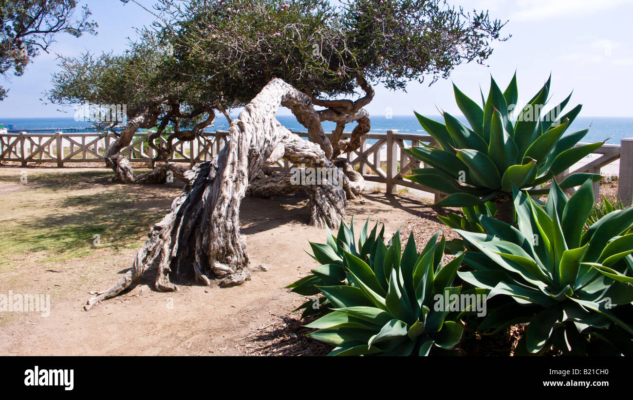 Gnarled shrub hi-res stock photography and images - Alamy