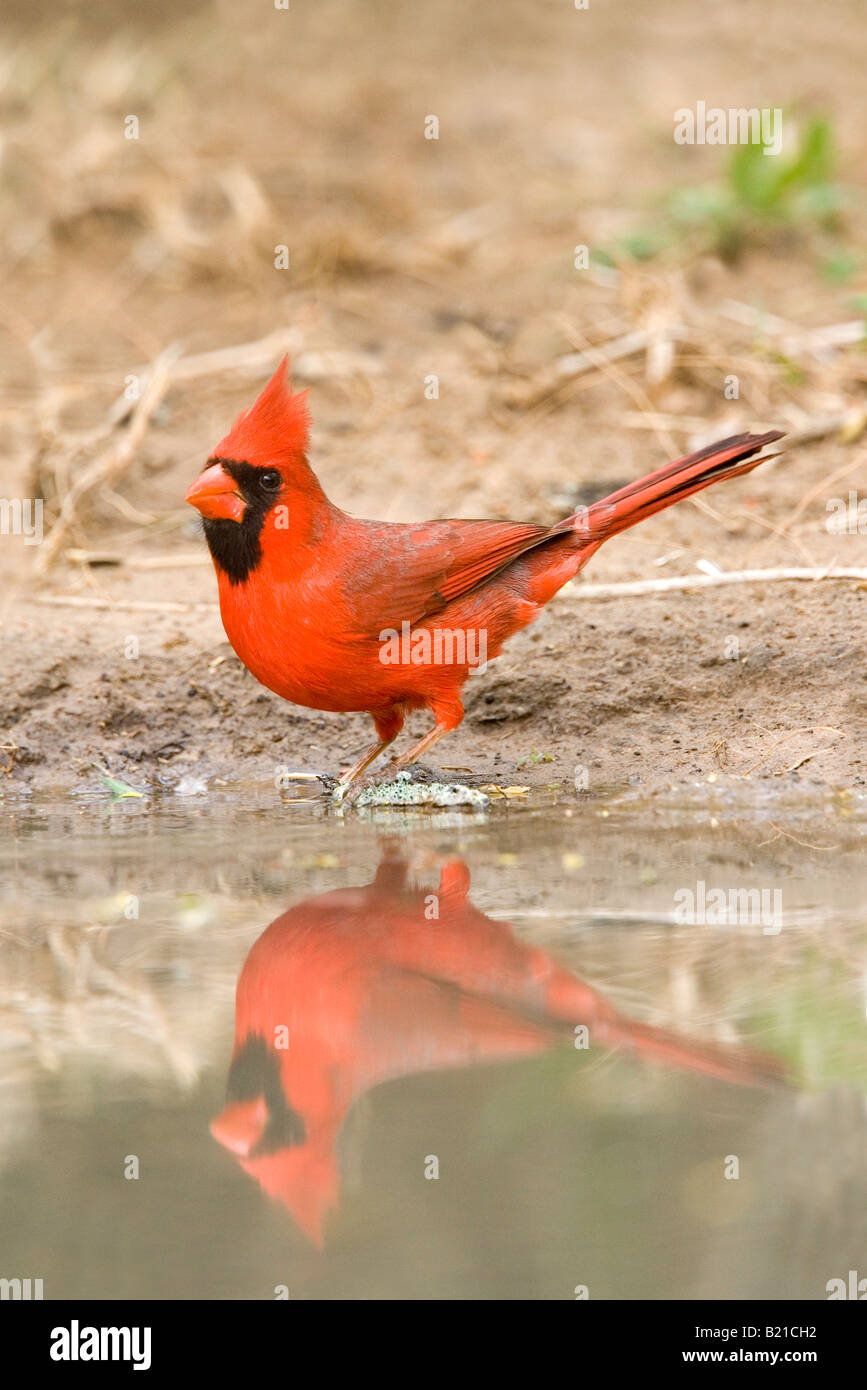 Northern Cardinal Cardinalis cardinalis Stock Photo - Alamy