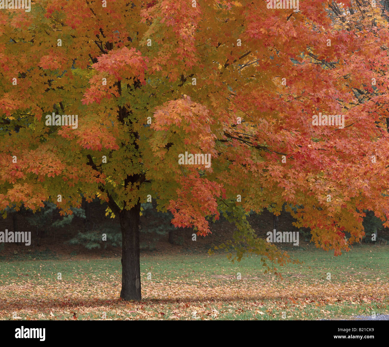 FALL FOLIAGE DISPLAYED ON MAPLE TREE ACER SP PENNSYLVANIA Stock Photo ...